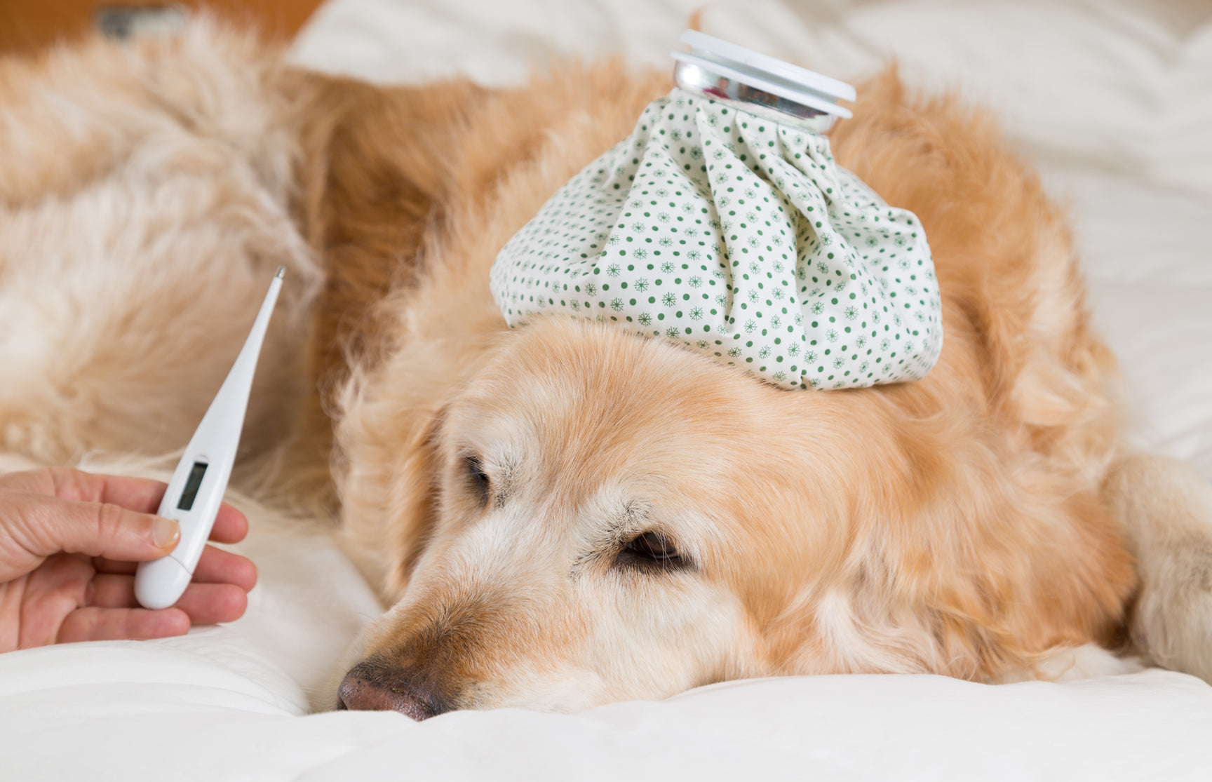 How To Tell Your Dog Has A Fever | Dutch