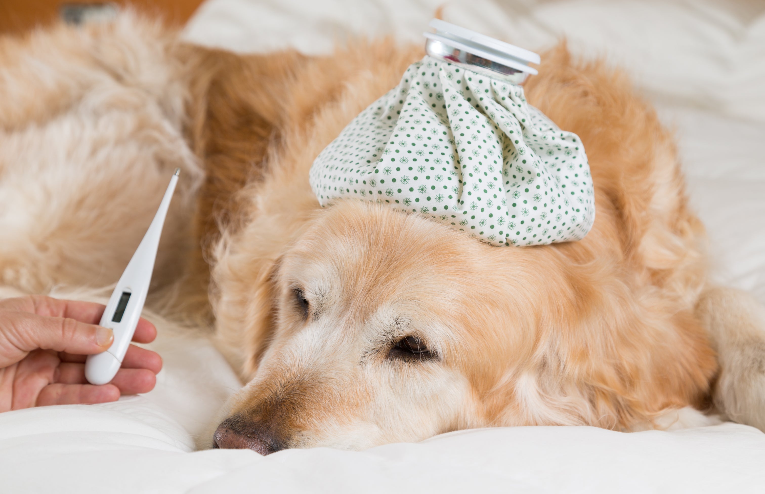 How To Tell Your Dog Has A Fever | Dutch