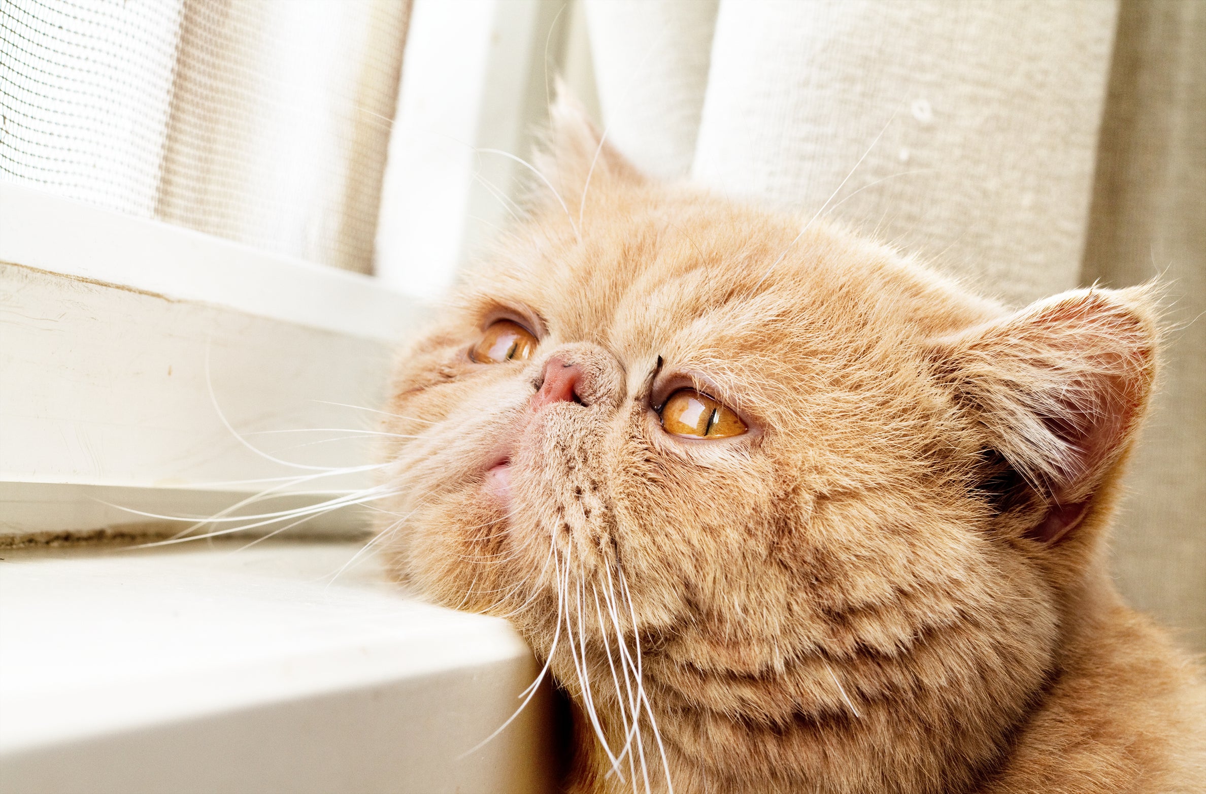 Red Eye In Cats: Symptoms, Causes, & Treatment | Dutch