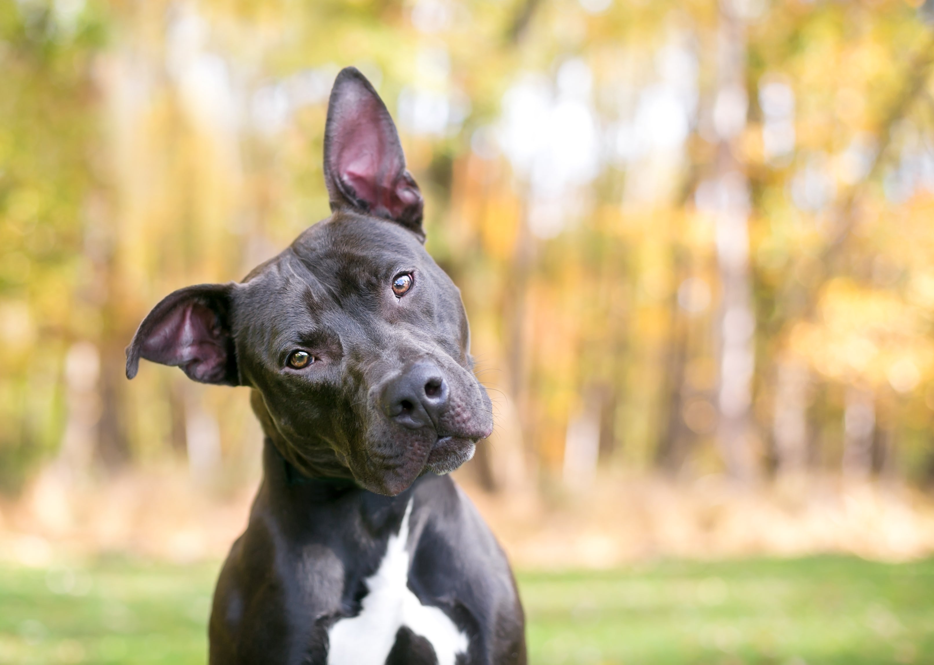 Vestibular Disease In Dogs: Symptoms, Causes & Treatment | Dutch