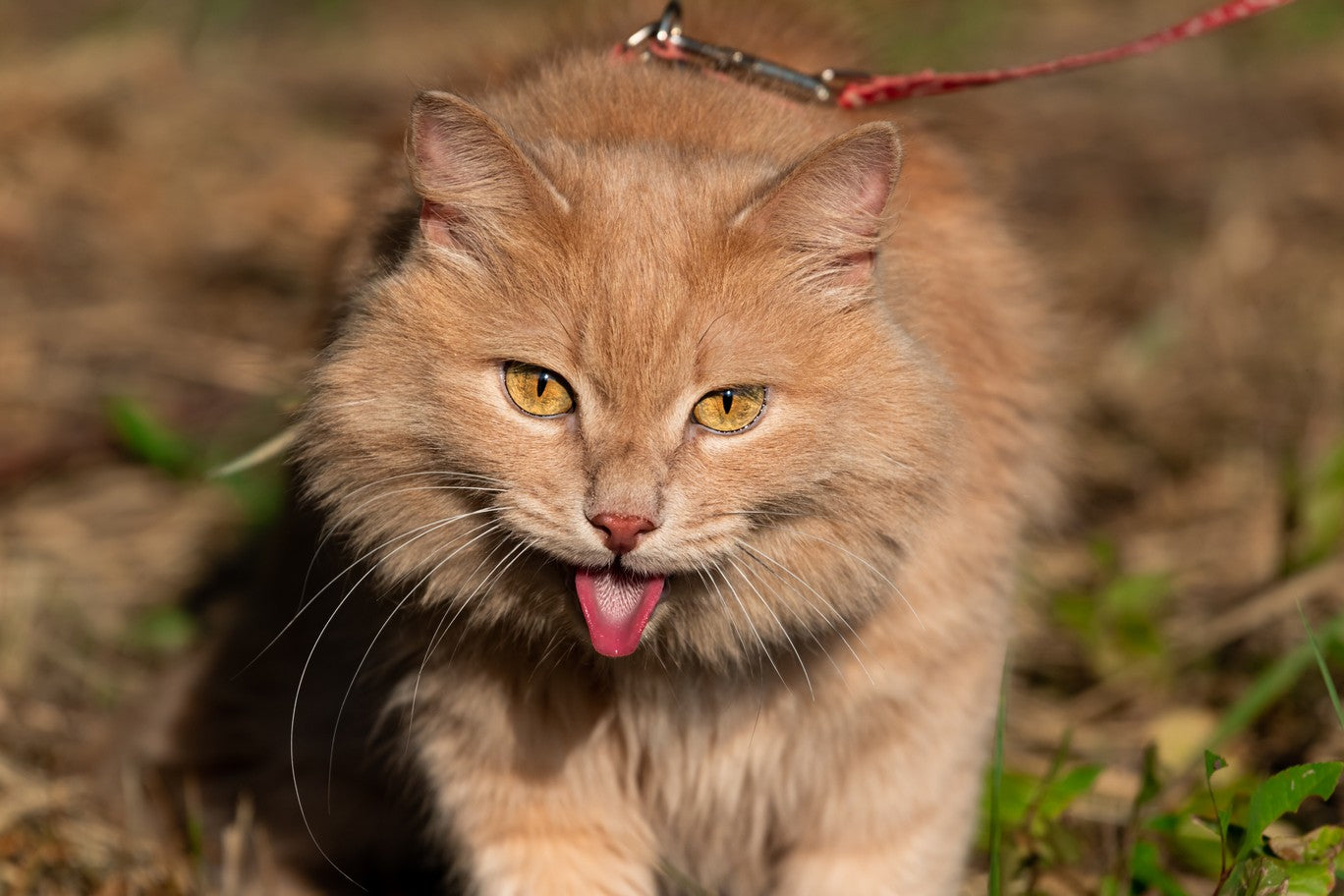 Why is My Cat Panting? | Dutch