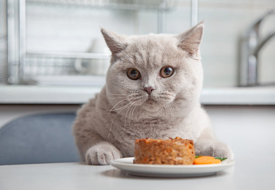 Obligate Carnivores Explained: Are Cats Obligate Carnivores? | Dutch