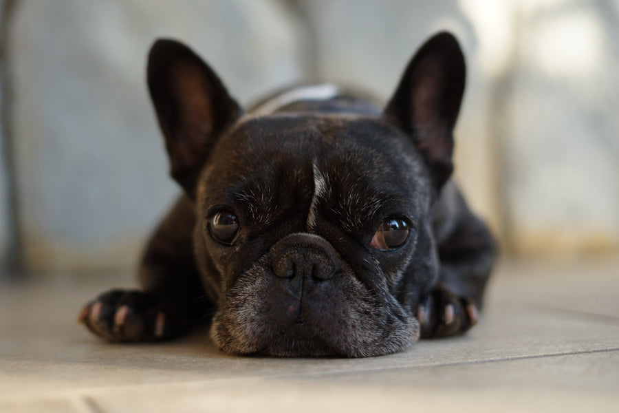 Colitis in Dogs: Symptoms, Causes & Treatment | Dutch