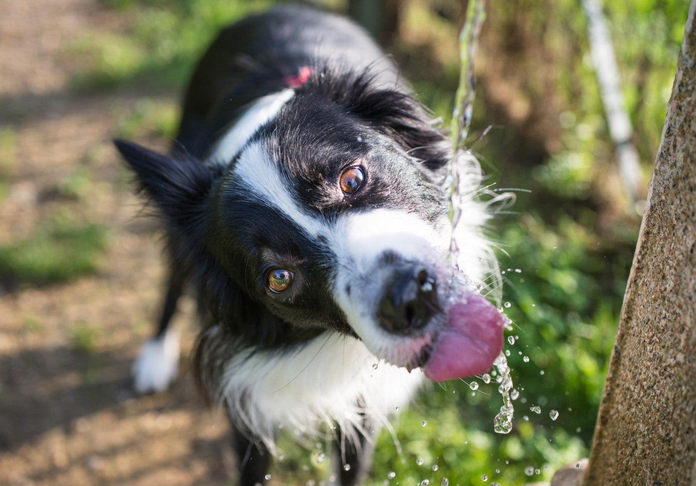 Dog Drinking A Lot Of Water: How Much Is Too Much? | Dutch