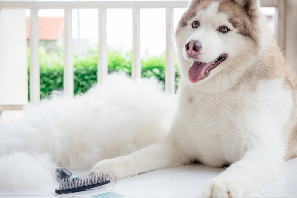 What is a Slicker Brush? (Essential Grooming Tools For Dogs) | Dutch