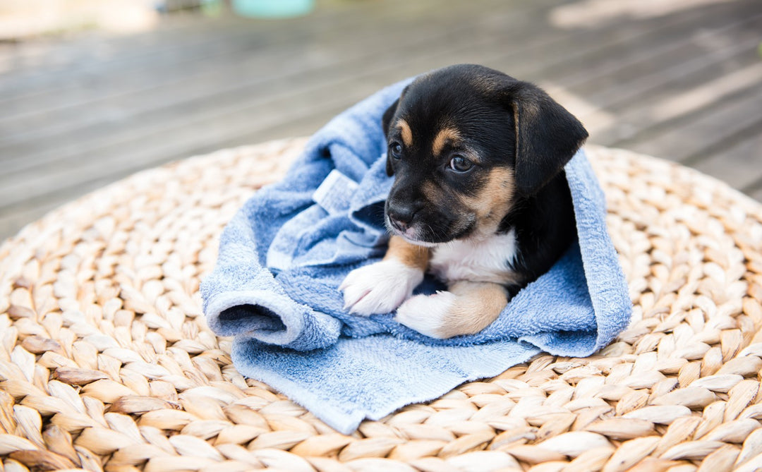 Rickets In Dogs: Diagnosis & Treatment | Dutch