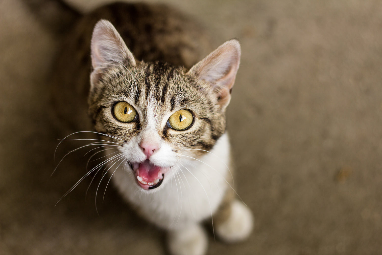 Understanding Cat Sounds: A Guide to Feline Communication | Dutch