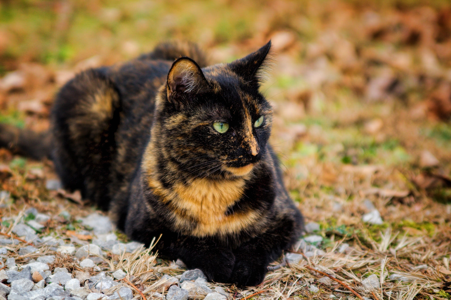 The Ultimate Guide To Cat Coat Patterns | Dutch