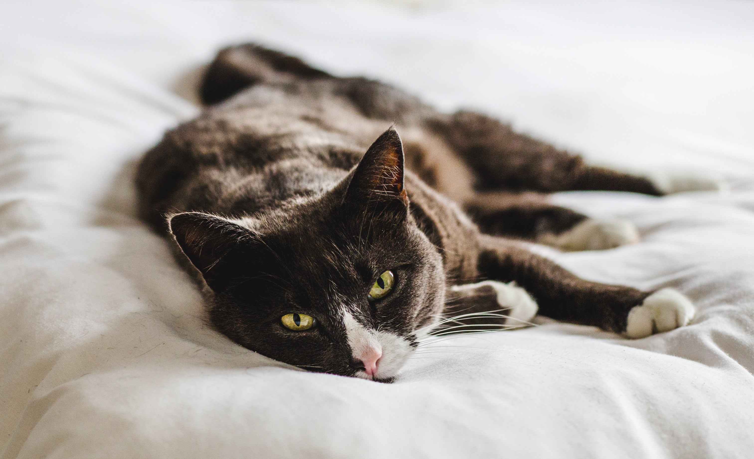 Epilepsy in Cats (Symptoms, Causes & Treatment) | Dutch