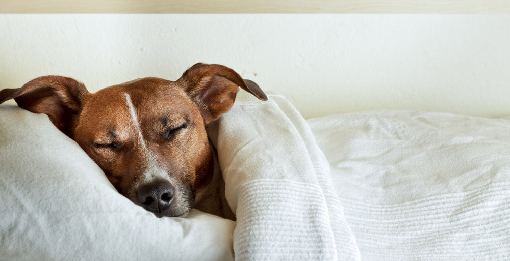Narcolepsy in Dogs: Understanding and Managing Canine Narcolepsy | Dutch