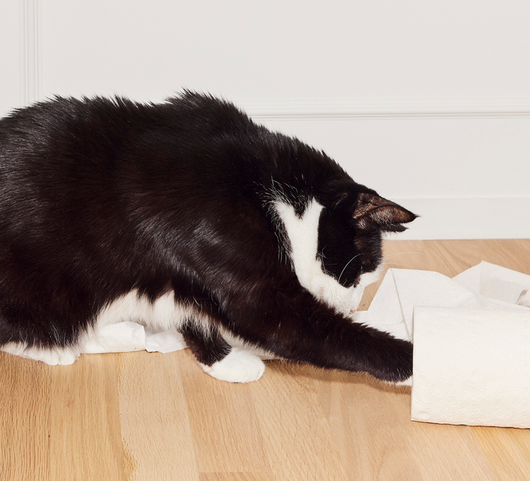 Treatment For Destructive Cat Behavior: Online Vet | Dutch