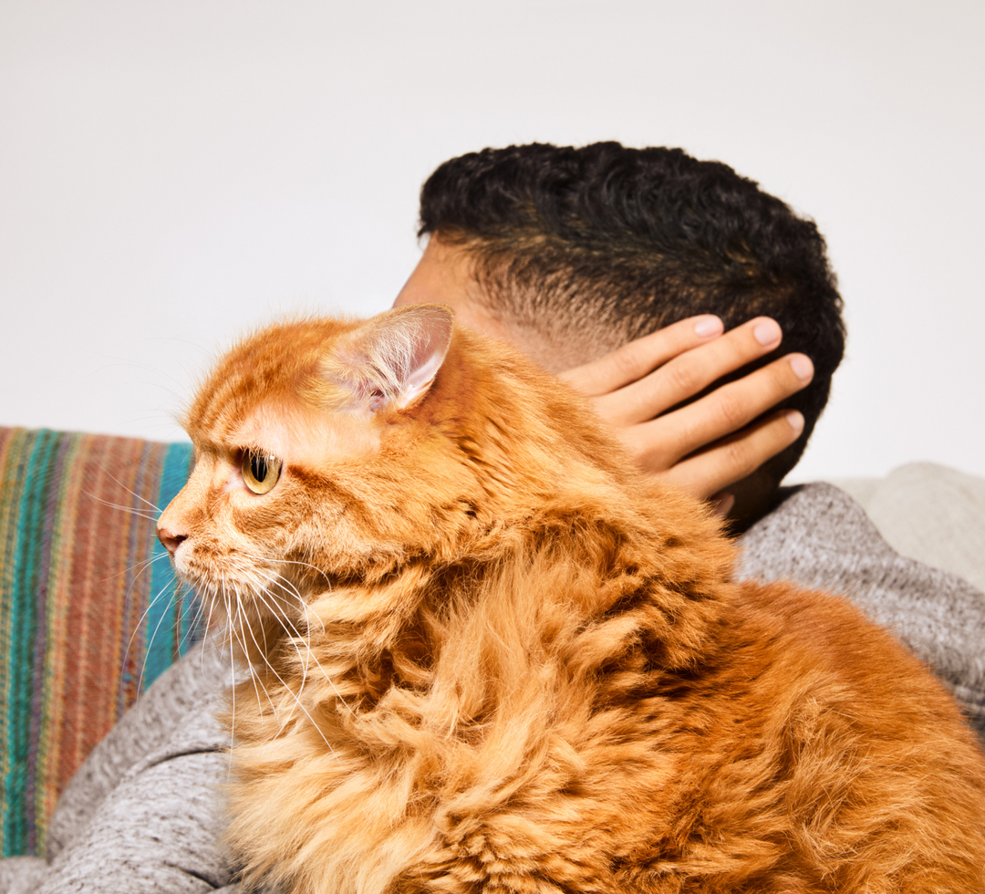 Cat Ear Health: Online Cat Ear Health Treatment & Medicine | Dutch