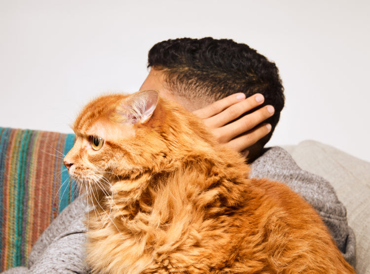 Cat Ear Health: Online Cat Ear Health Treatment & Medicine | Dutch