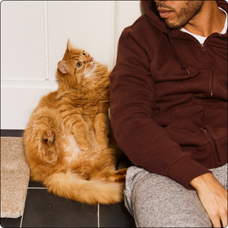 Treatment For Destructive Cat Behavior: Online Vet | Dutch