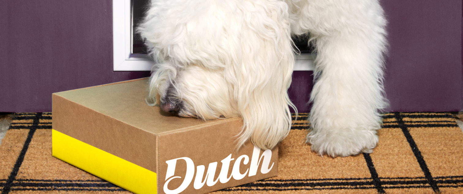 Vomiting Medicine for Dogs | Dutch