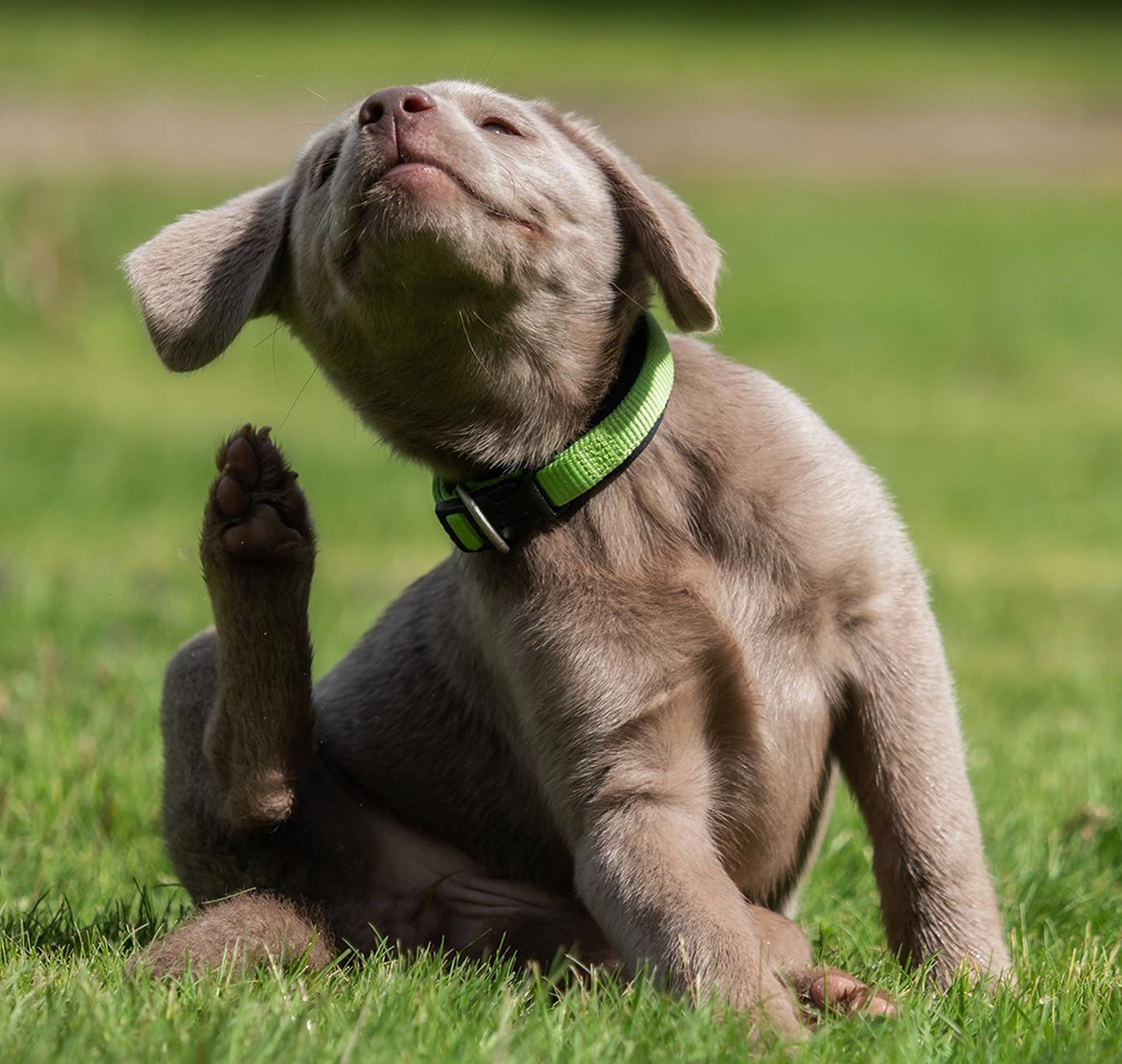 Online Vet Appointments & Prescriptions | Dutch