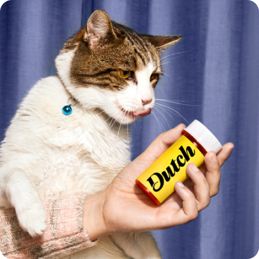How Online Vet Care Works | Dutch