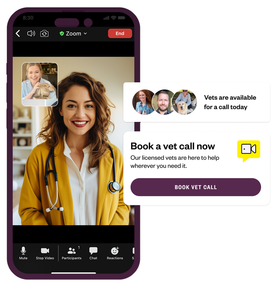 How Online Vet Care Works | Dutch