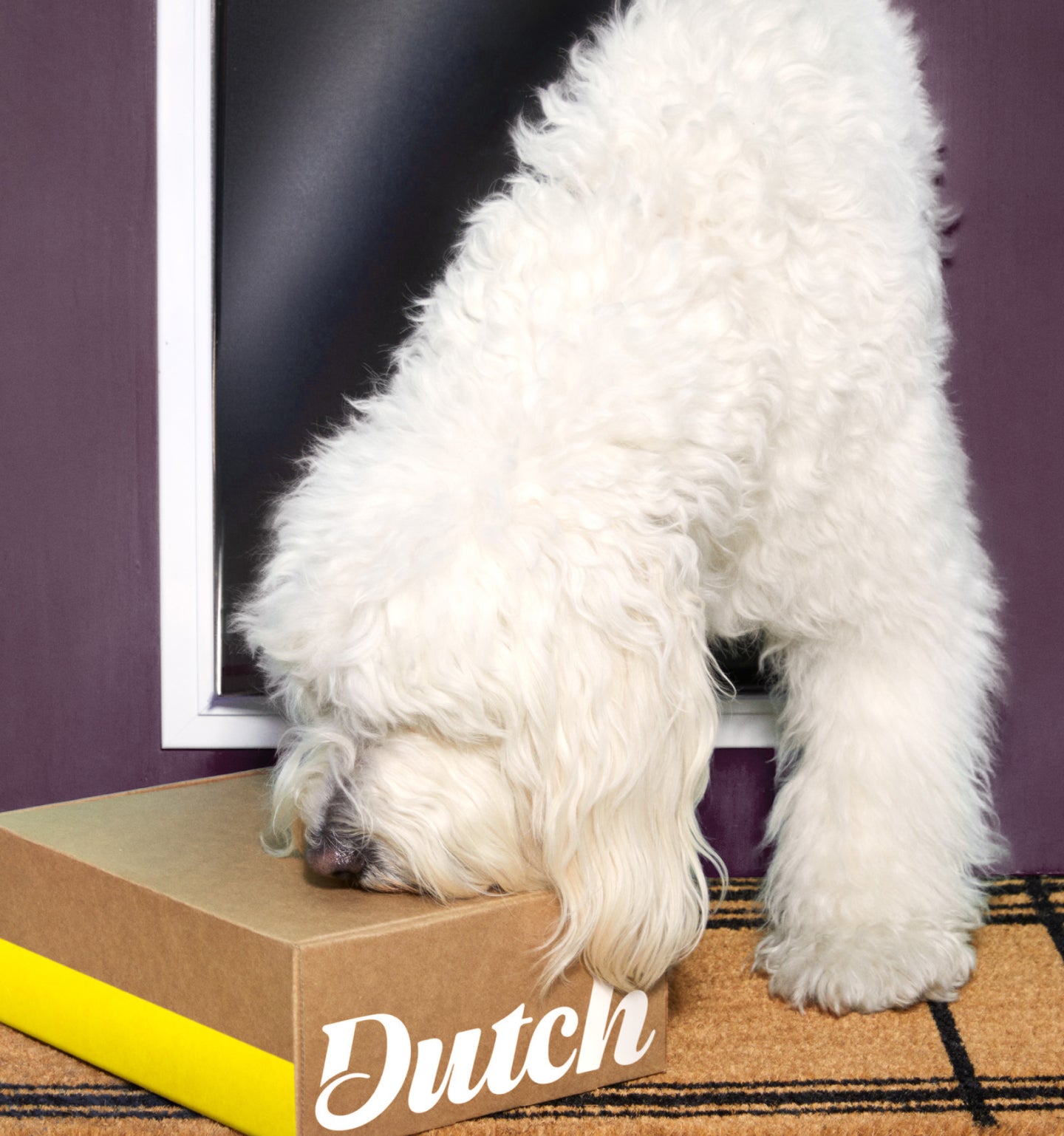 How Online Vet Care Works | Dutch