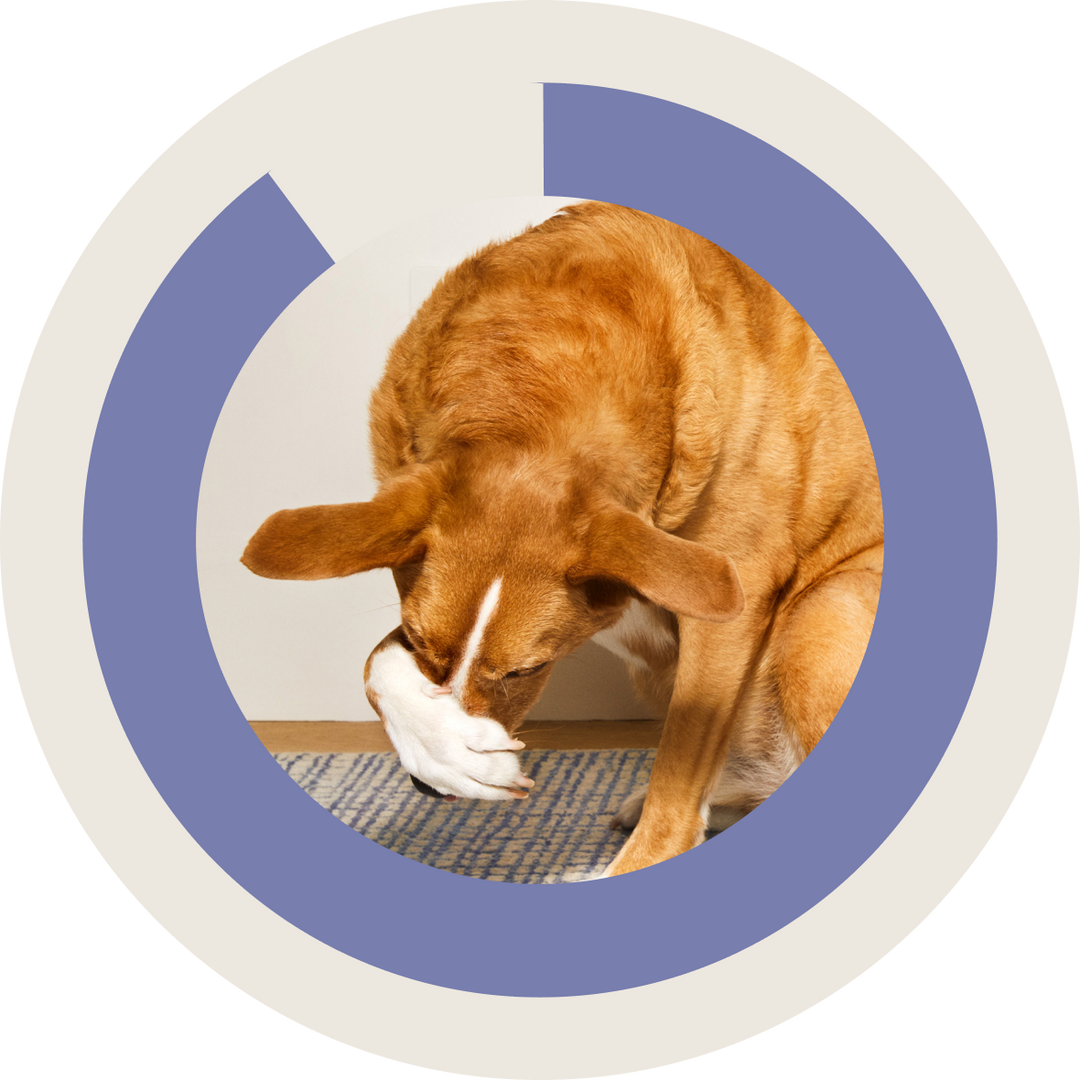 Emergency Pet Insurance & Virtual Care | Dutch