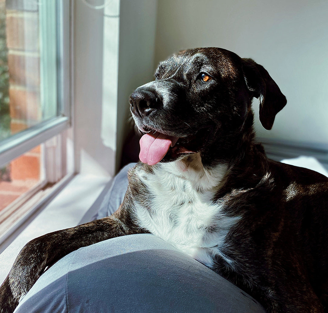 Dog Anxiety: Online Dog Anxiety Medication & Treatment from Licensed ...