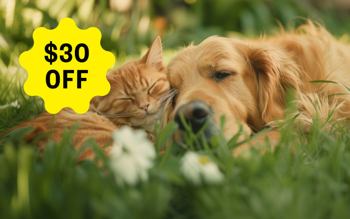 Pet Care - Our vets are here to help | Dutch