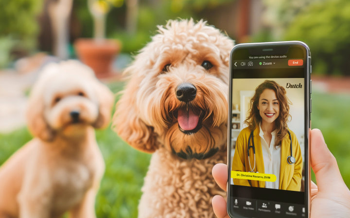 Pet Care - Our vets are here to help | Dutch