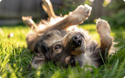 Fluoxetine Vs. Trazodone For Dogs | Dutch