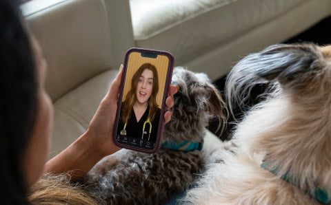 MalAcetic Ultra Otic Cleanser | Dutch