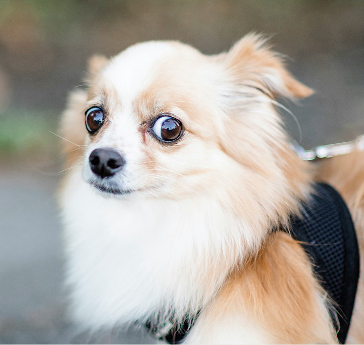 Narcolepsy in Dogs: Understanding and Managing Canine Narcolepsy | Dutch