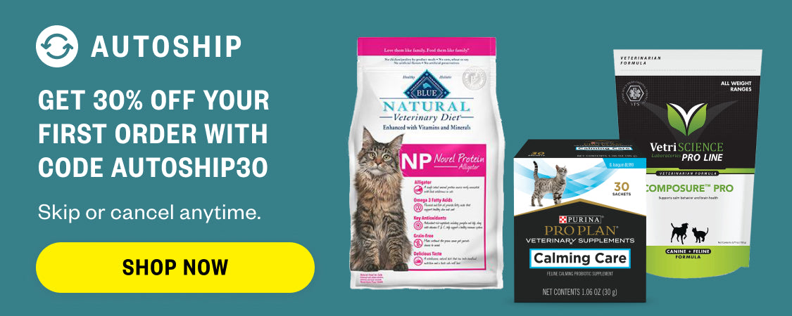 Anxiety Medication for Cats | Dutch