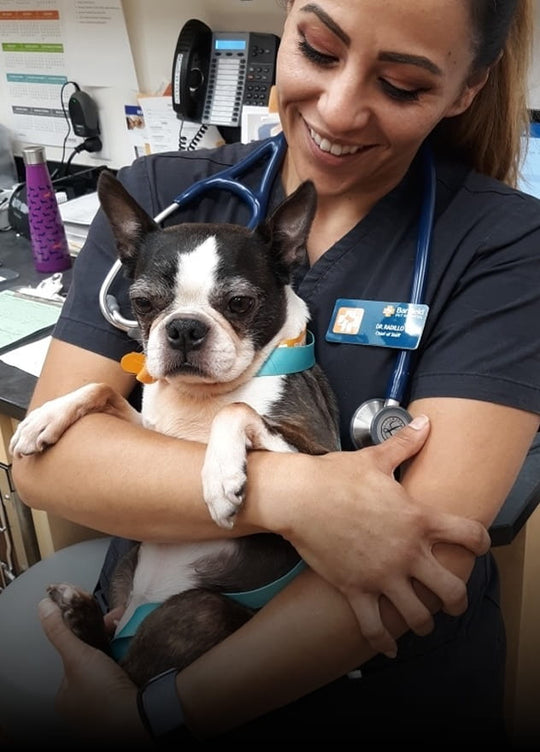 Talk To A Vet | Dutch